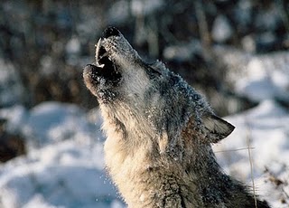 Binatang Dengan Suara Terkeras | BIOLOGIPEDIA