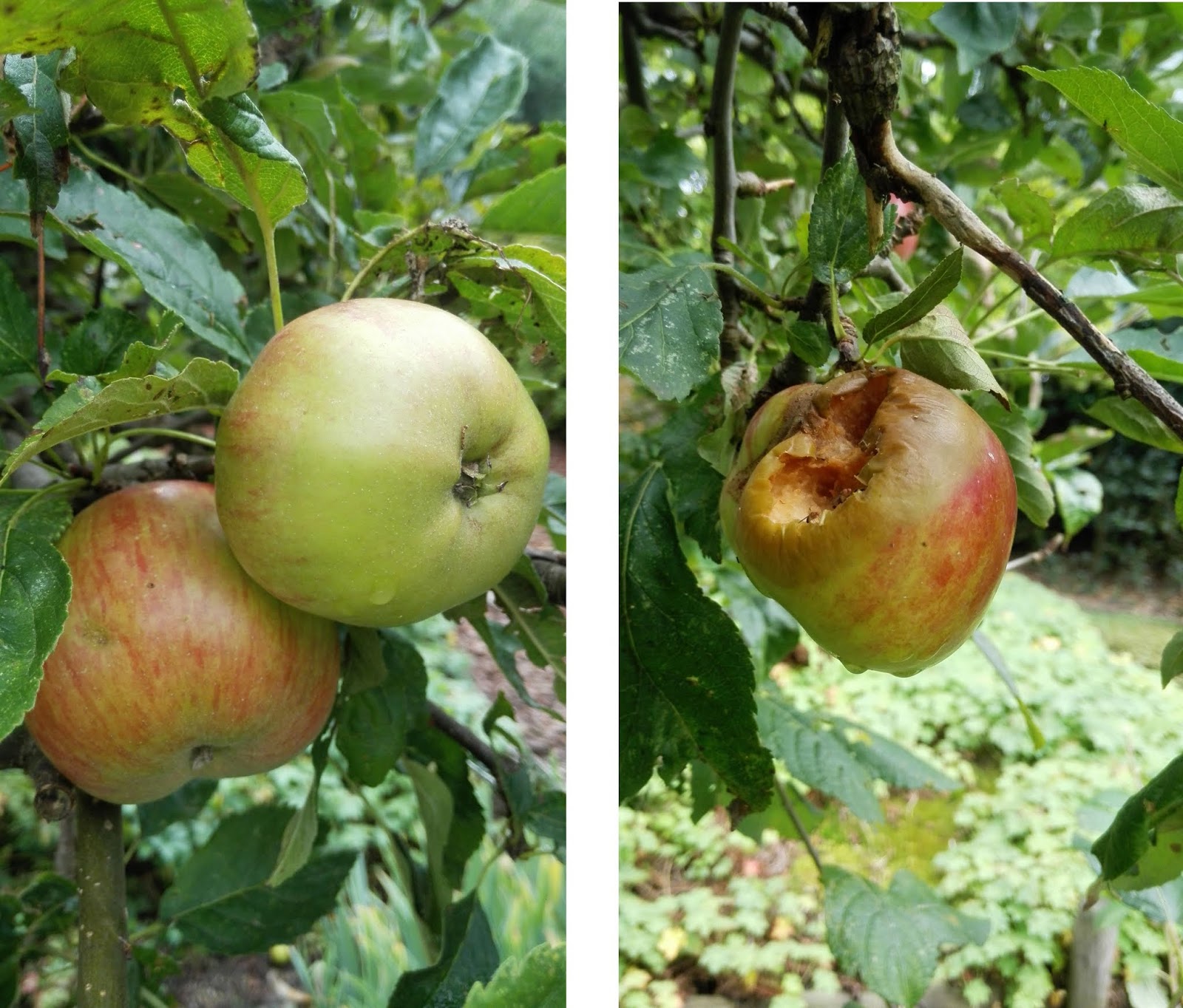 Natuurlijk Roden: De appels van mevrouw van den Berg