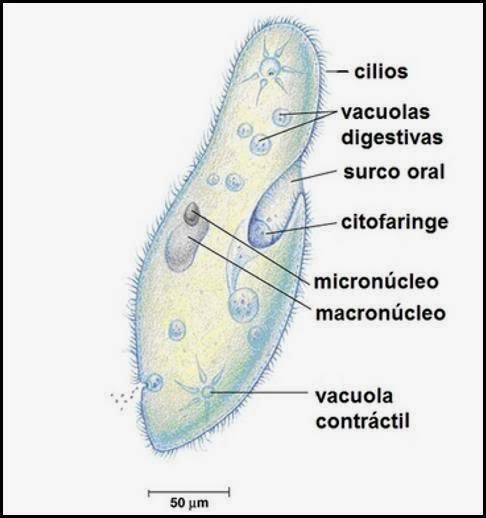 BIOLOGÍA APLICADA 4ºA-4-2014: INFUSORIOS.