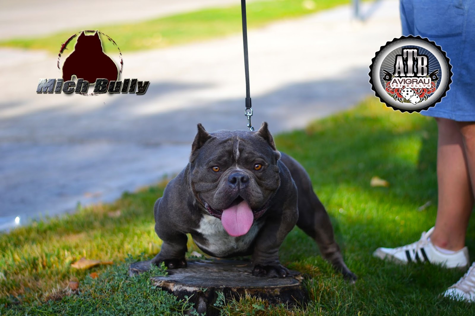 Cria y Seleccion del American Bully: Machos