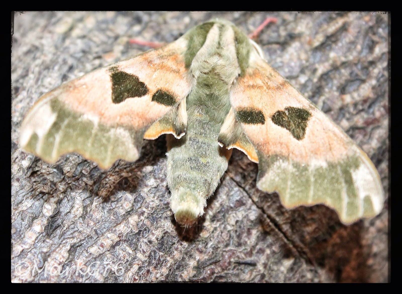 The Garden Moth Challenge: The Moth God Delivers
