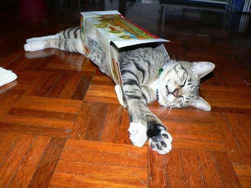 15 Cute Cats in Boxes | Amazing Creatures