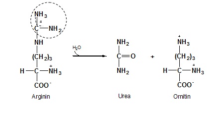 Klasifikasi enzim ~ Belajar Biokimia