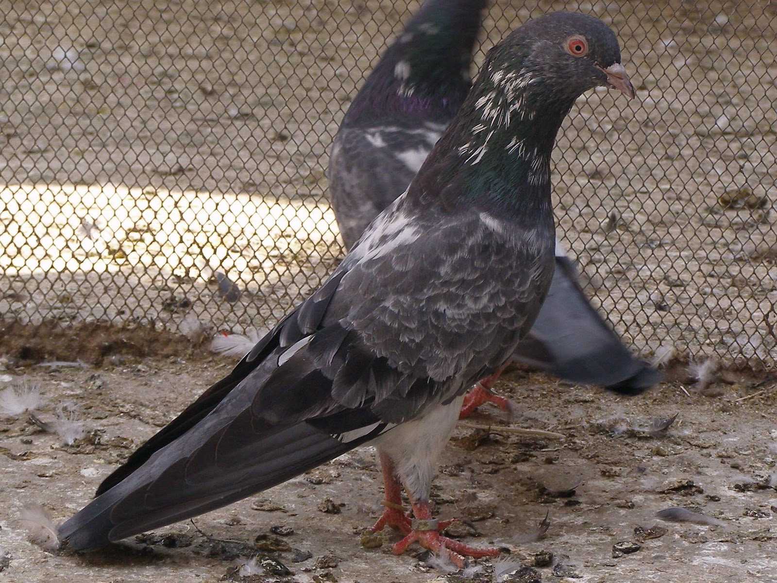 Dab walay Kabootar(pigeons) pictures ~ Pigeons Photos | Pigeons Care ...
