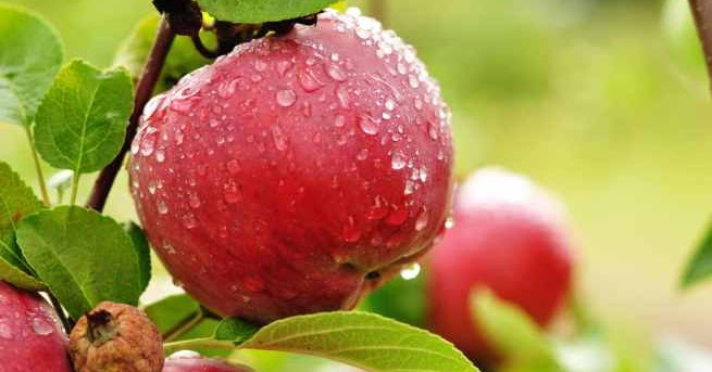 Health Care 4 Reasons You Should Eat An Apple With Its Skin health-care-4-reasons-you-should-eat-an-apple-with-its-skin