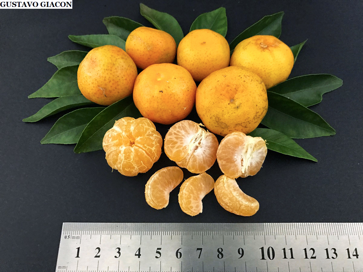 Blog do Viveirista: Calamondin - Citrus mitis / Citrofortunella mitis ...