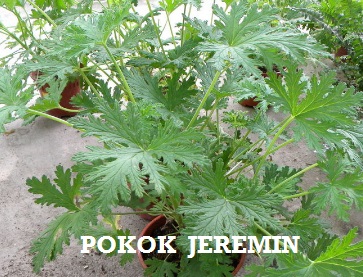 Anim Agro Technology: POKOK JEREMIN - HALAU NYAMOK
