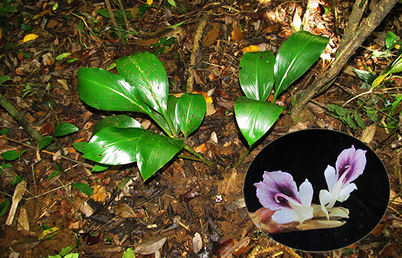 Plant family Zingiberaceae