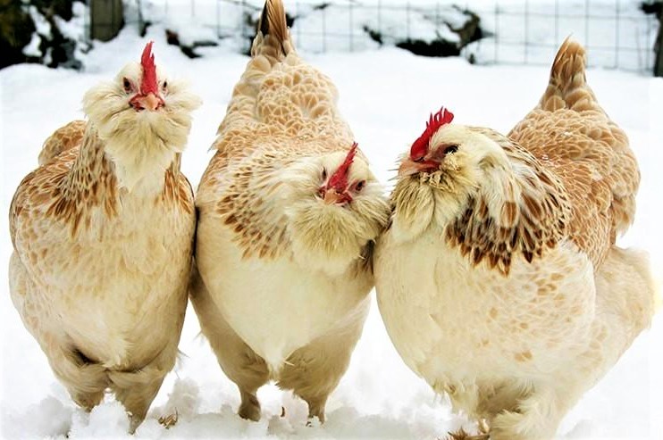 BARRY the BIRDER: "Three French Hens..."