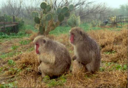 Abe's Animals: Texas macaques