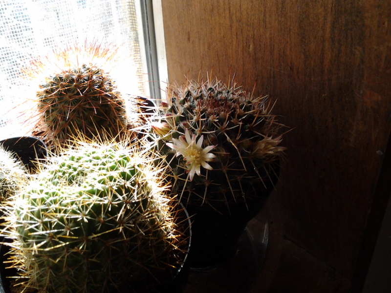 Desert Raven: Silver Arrows Cactus-Mammillaria Nejapensis