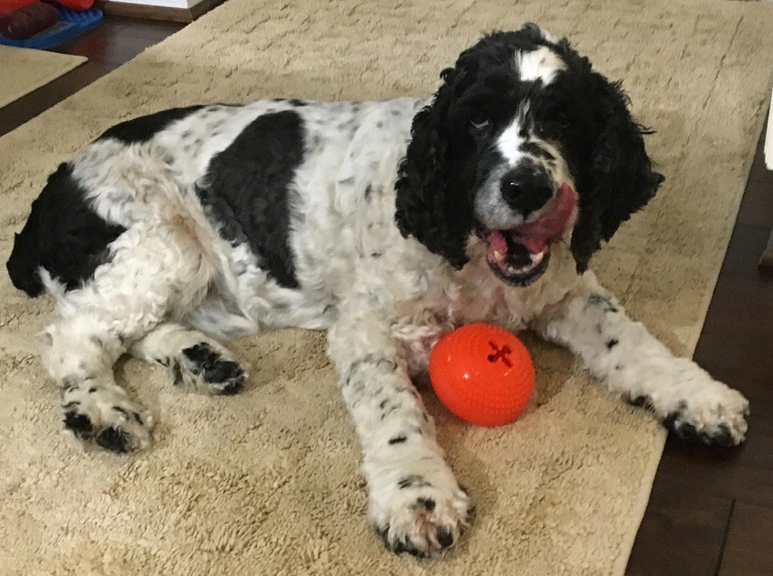Cocker Spaniel Adoption Center Blog