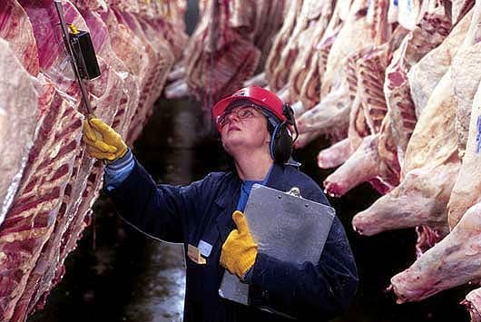 From The Heart of Beef: Pasture to Plate: The Beef Life Cycle