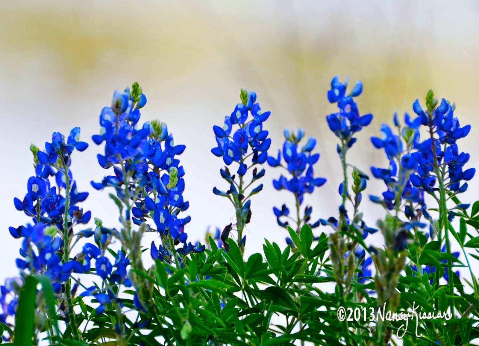 Wild About Texas: Bluebonnets Up Close and Personal