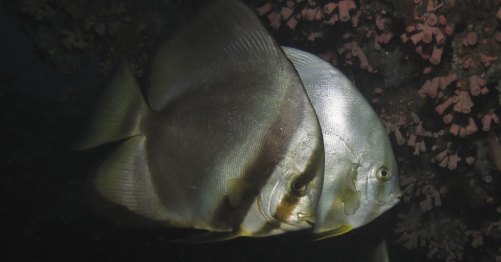 IKAN LAUT ASLI INDONESIA: Buna