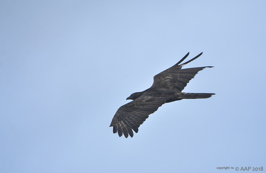 ASMANBIRDER: Sikep-madu Asia; berbeda tetapi tetap satu