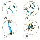 Lengkap - Soal Bakteri Mapel Biologi Kelas 10 SMA/MA - Bospedia