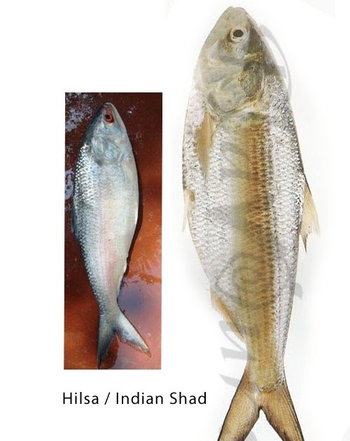 Fishes of Assam - Local fish names in Assamese and English | Get to ...