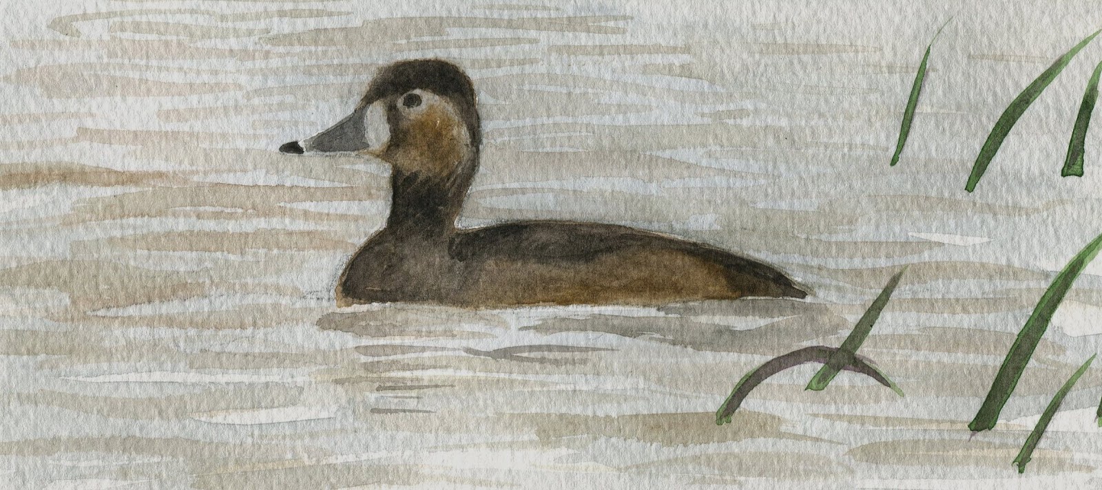 Ely10 Birding: Female Ring-necked Duck sketch