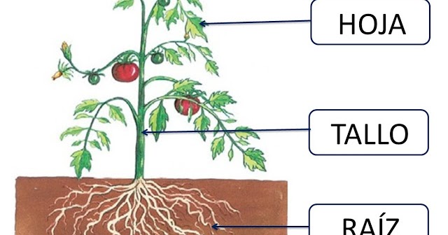 BIOLOGÍA Y GEOLOGÍA 1ºESO : ESTRUCTURA DEL CORMO