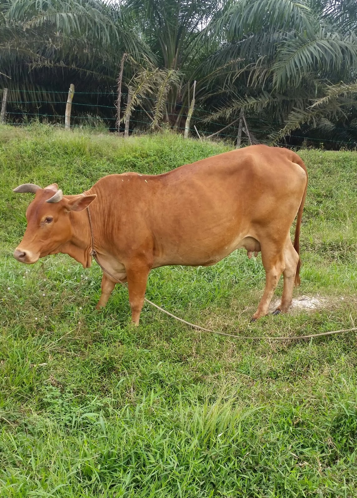 Warisan Petani: Ternakan Lembu 5