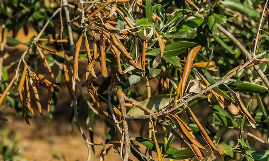 Απουσιάζει το βακτήριο της Xylella από την Ελλάδα