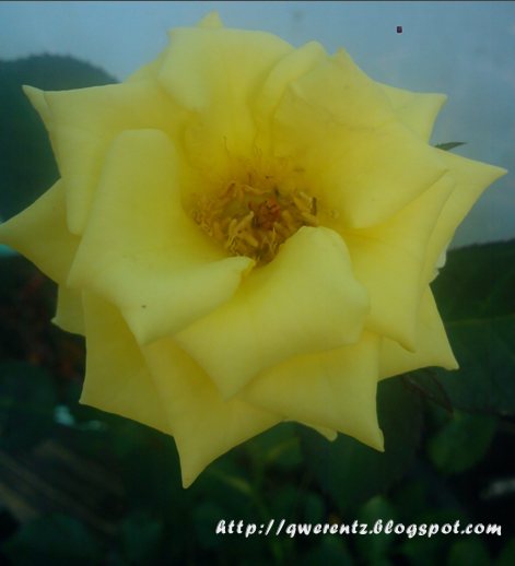 QWERENTZ in the GARDEN: Galeri Mawar (Kuning)