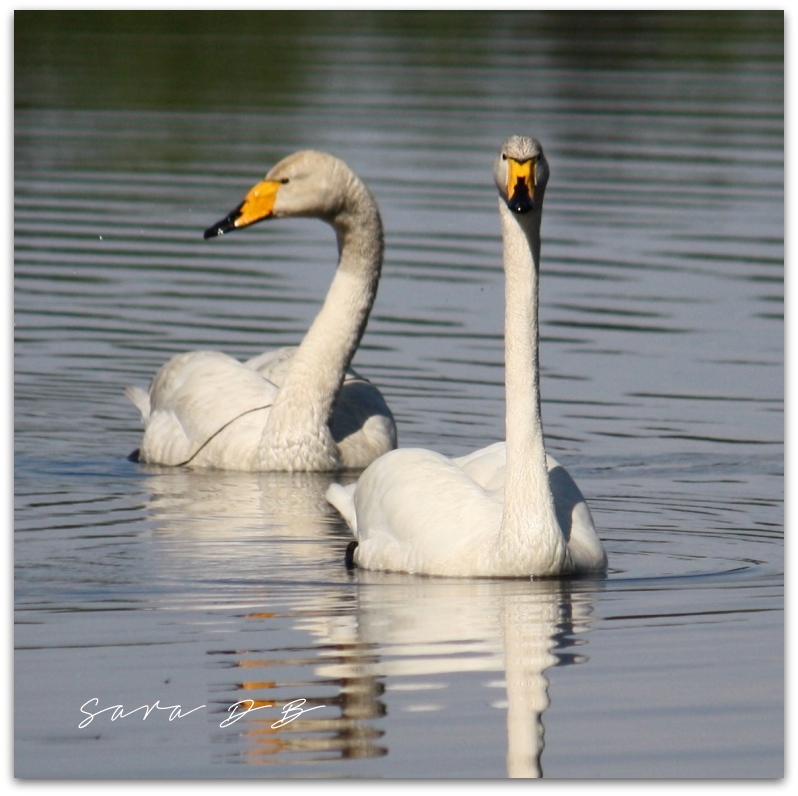 My Woodland Garden (Villa Emilia): All the summer's birds - Kesän ...