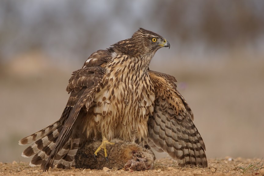 Pasión por las aves: Azor común.(Accipiter gentilis)