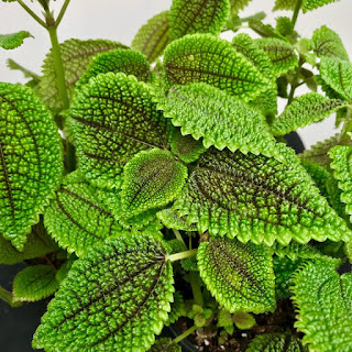 Pilea involucrata: informazioni e cure - The Botanical Living