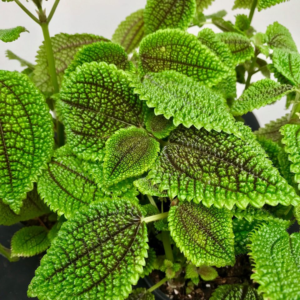 Pilea involucrata: informazioni e cure - The Botanical Living