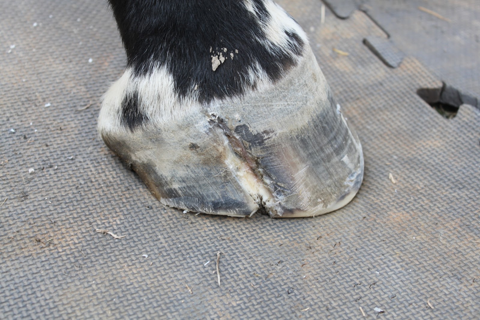 Springstone Horses: Repairing Hoof Cracks
