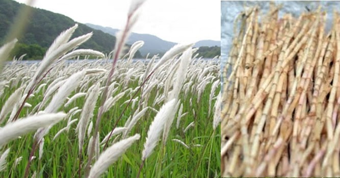 MANFAAT ALANG-ALANG BAGI KESEHATAN