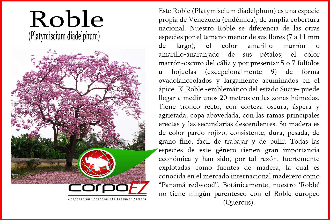 CorpoEZ: Arboles Maderables de Venezuela