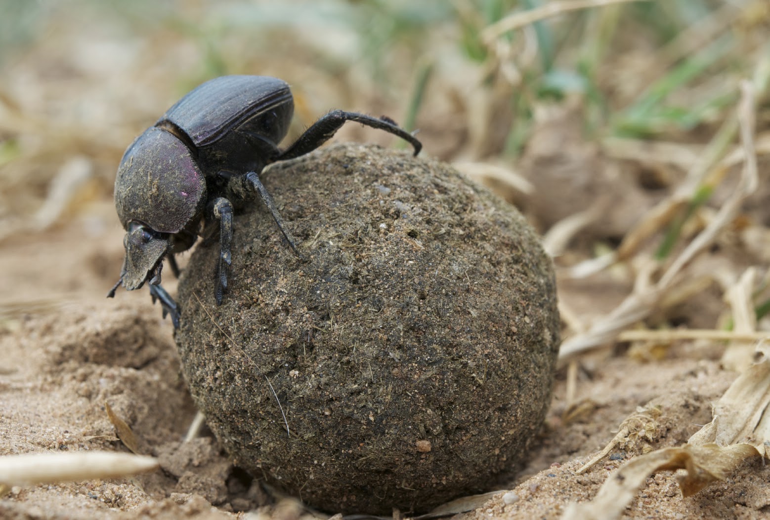 eScienceCommons: Written in poo: The story of prehistoric life