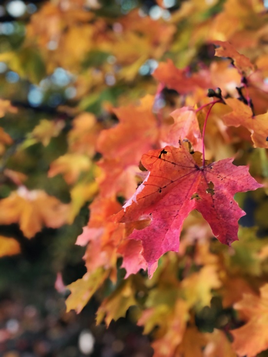 Rosor och ruiner: Orangea färger