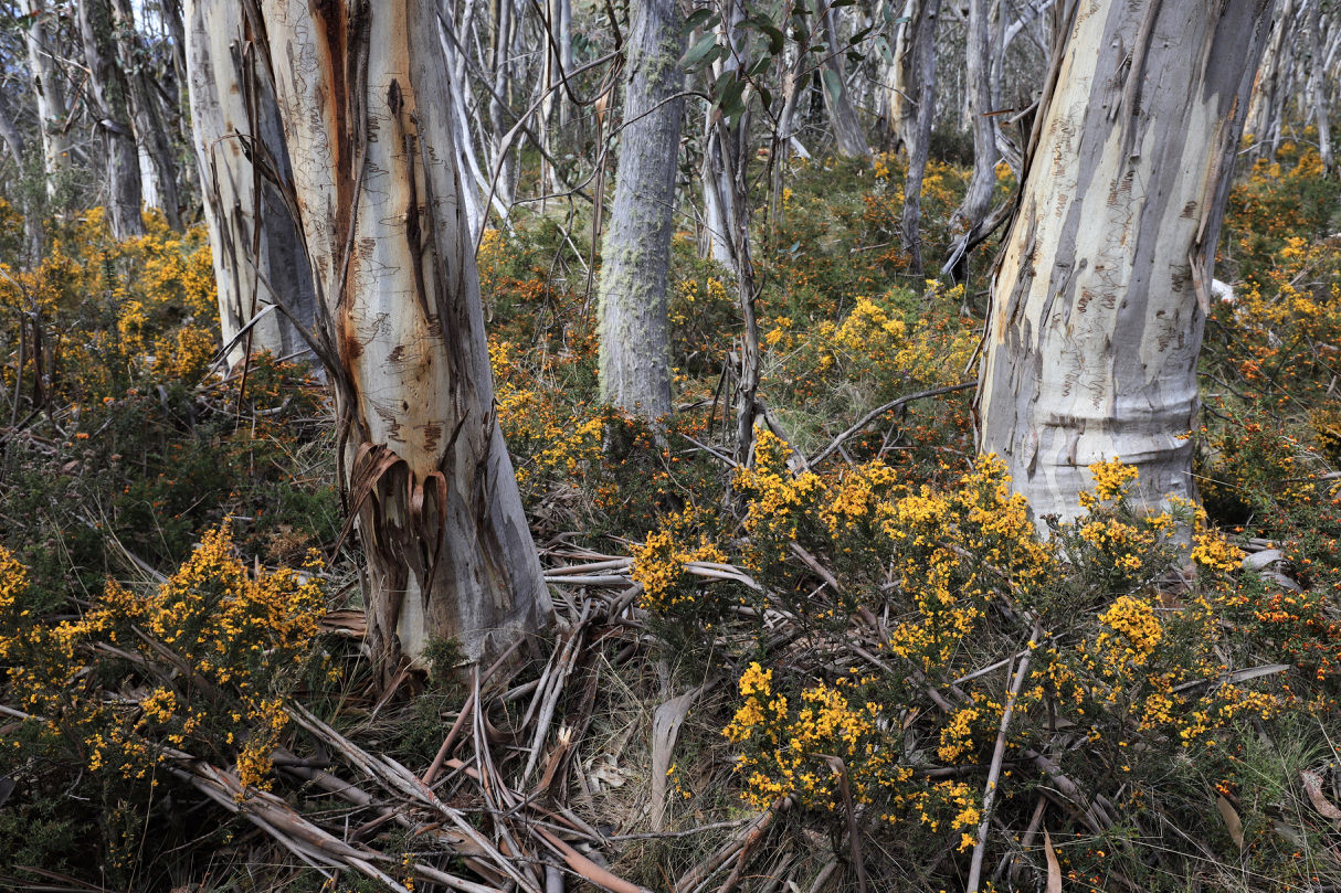 awildland: Mt Gingera, Namadgi National Park, ACT