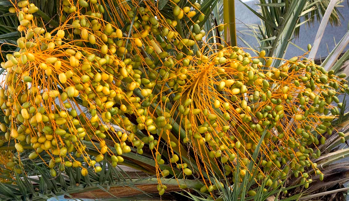 - Salmorrejo -: Cómo lograr dátiles secos y listos para comer o cocinar