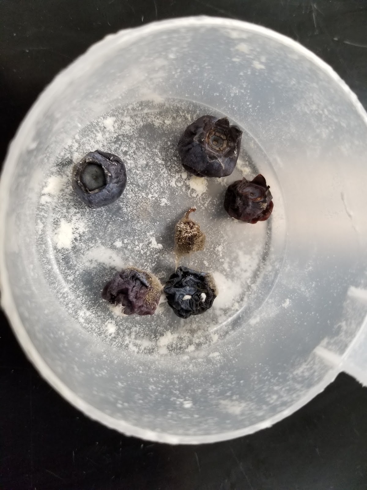 Sustainable Mycology: Blueberry Botrytis spp.