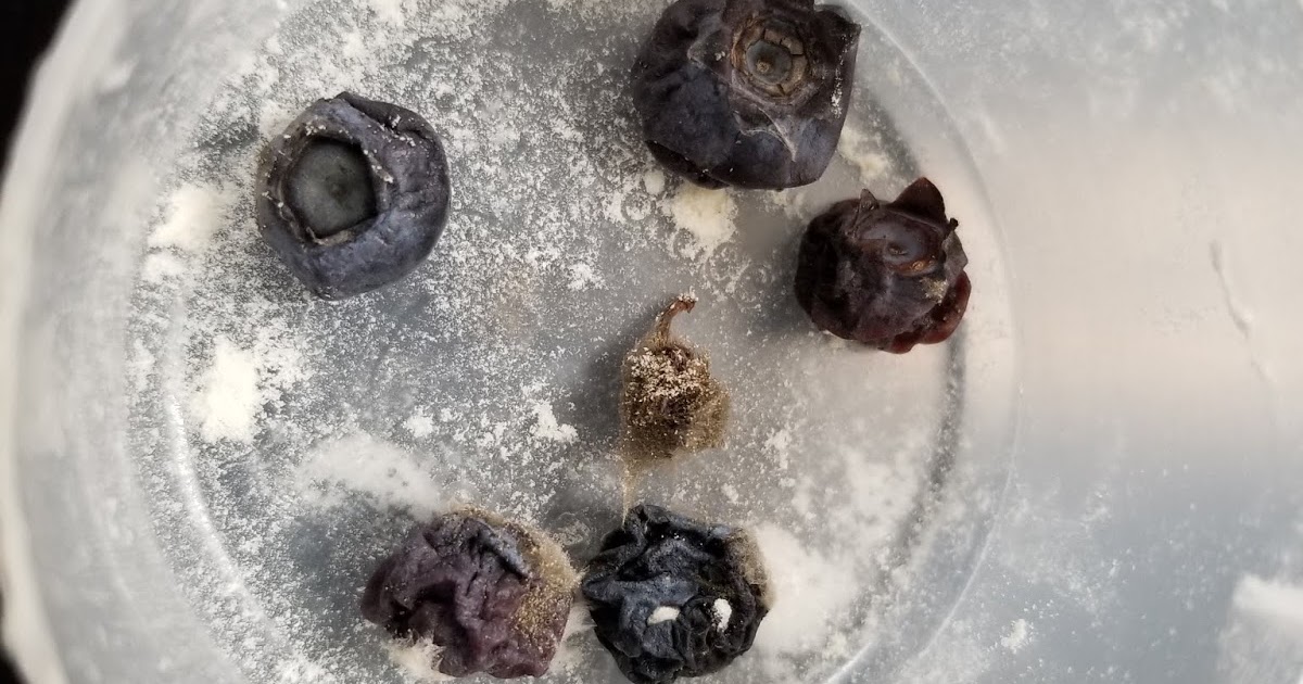 Sustainable Mycology: Blueberry Botrytis spp.