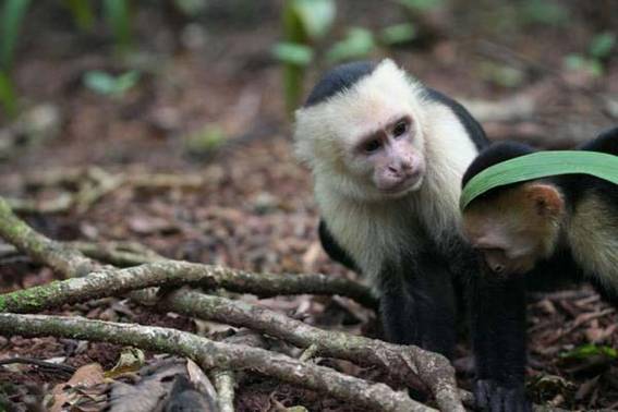 99 WOW: Men Mimic Monkeys Hairstyleالرجال يقلدون تسريحات شعر القرود