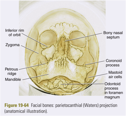 Catatan Ku: Teknik Radiografi Sinus Paranasal