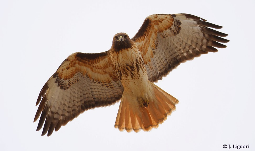 Red Shouldered Hawk In Flight