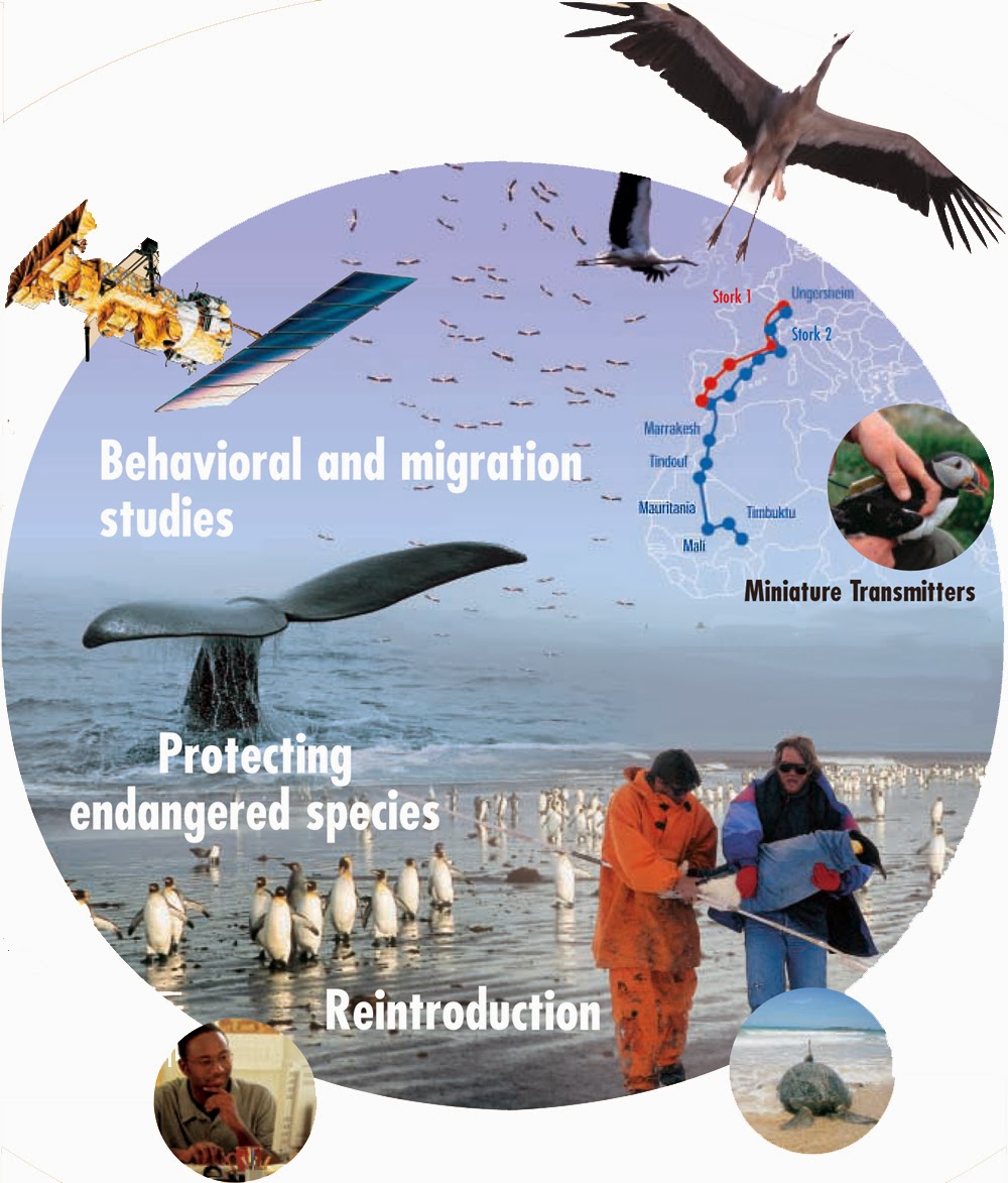 How is Satellite Tracking used for Wildlife Conservation?: Satellite ...