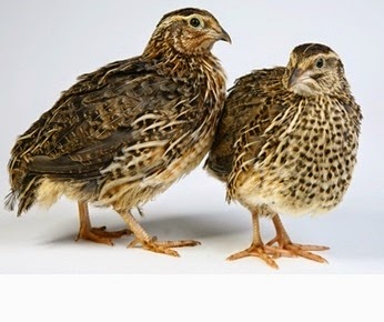 Budidaya Puyuh Petelur ~ Serba Budidaya