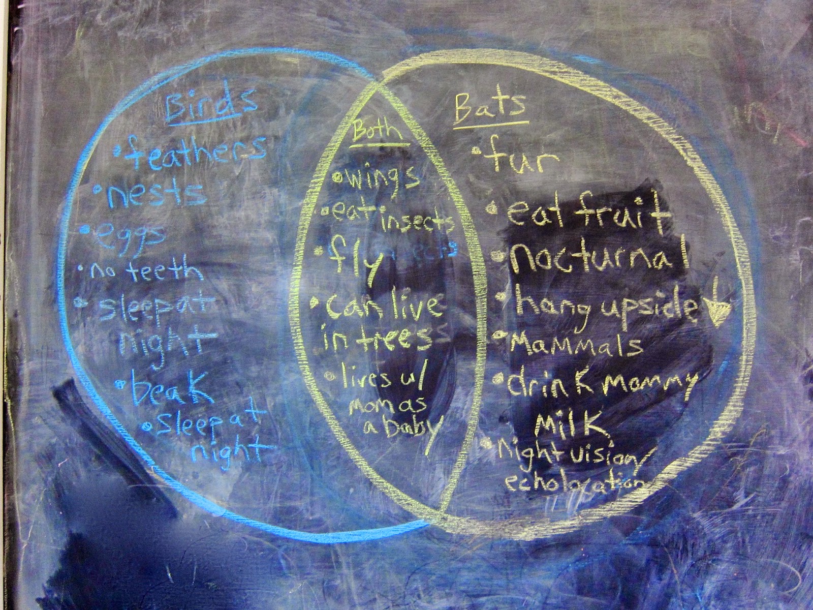 Literature Based Kindergarten: Stellaluna