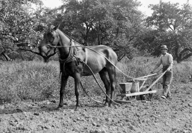 Terrierman's Daily Dose: Man, Mule, Mutt, and Machine