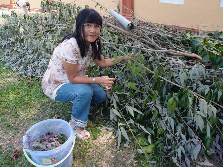 LI NA HERBS: MAKING A HERBAL PILLOW FROM LEMUNI LEAVES