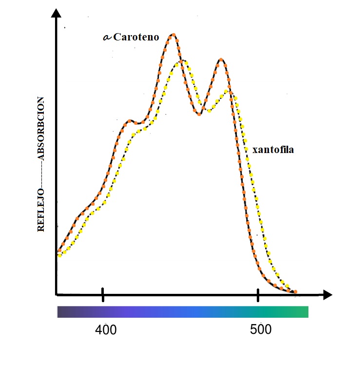 CAD creative aquarium design: LOS PIGMENTOS EN LAS PLANTAS.