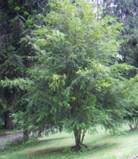 Batang: Definisi, Fungsi, Bentuk, Arah Tumbuh, Permukaan, Percabangan ...